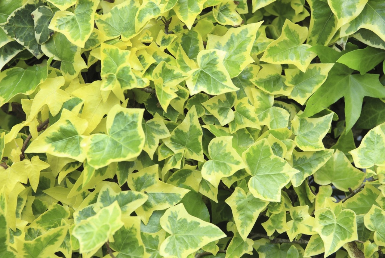 Efeu: Gartenpflanze des Monats März