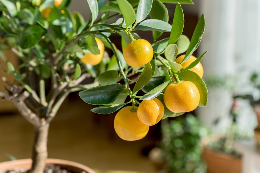 20. Wiener Zitrustage