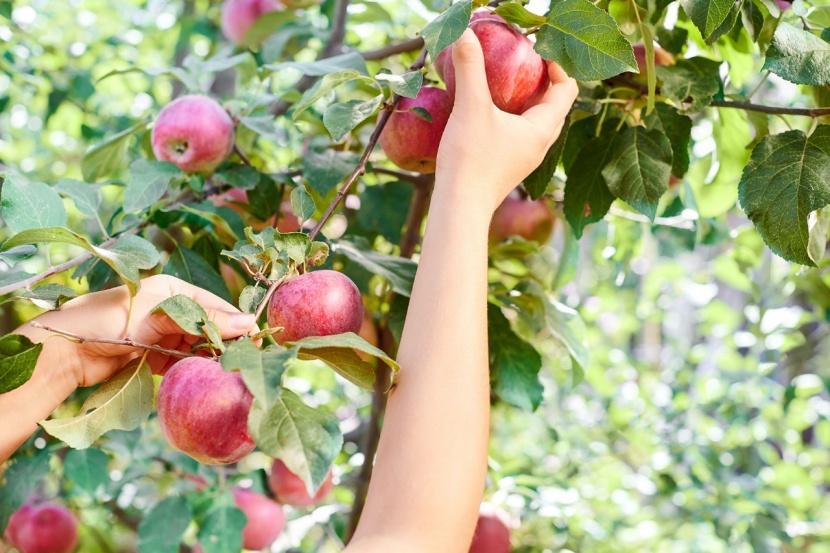 Äpfel richtig lagern