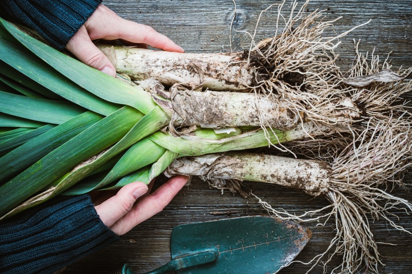Porree bis zum Frühling
