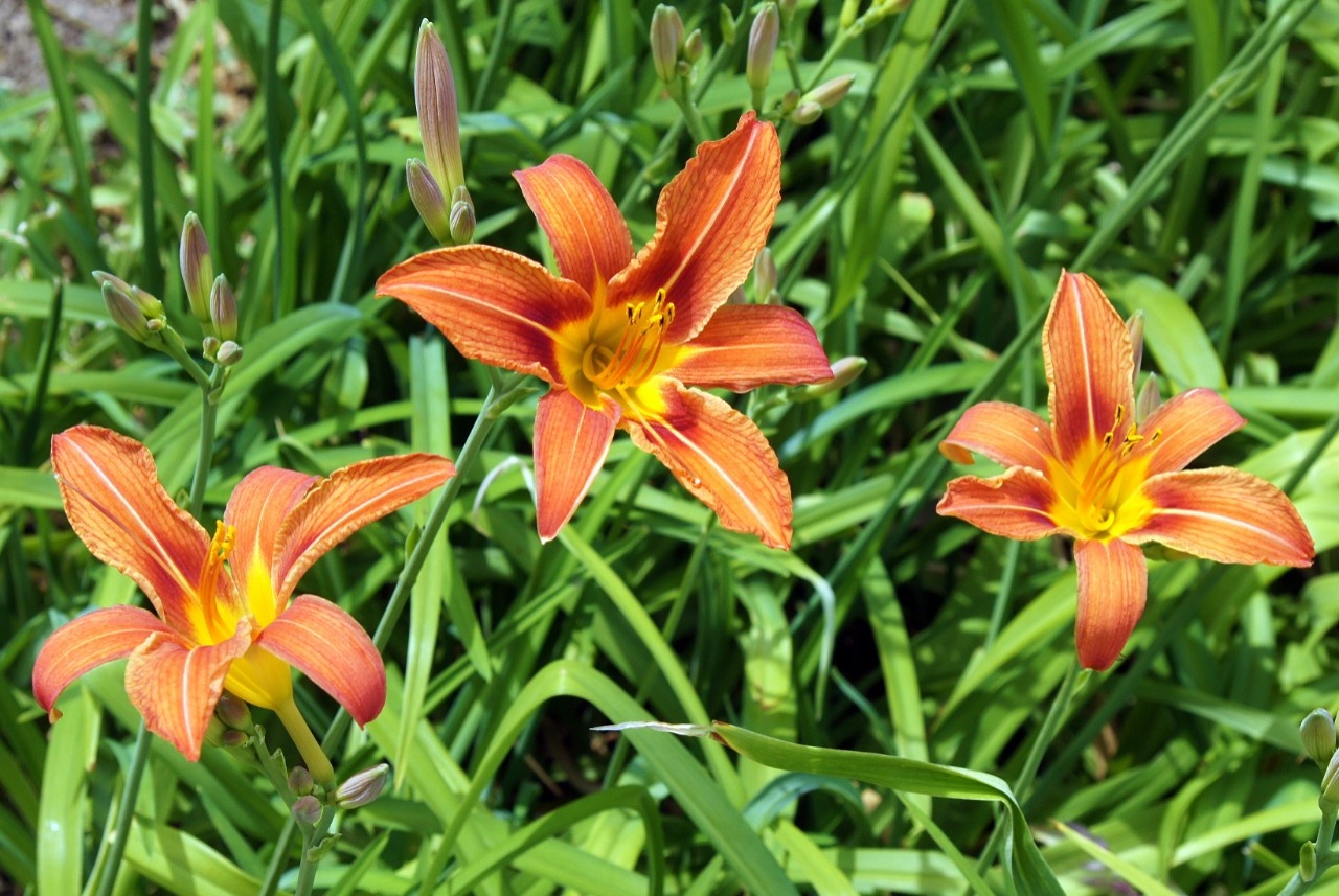 Diese 10 Stauden sind essbar