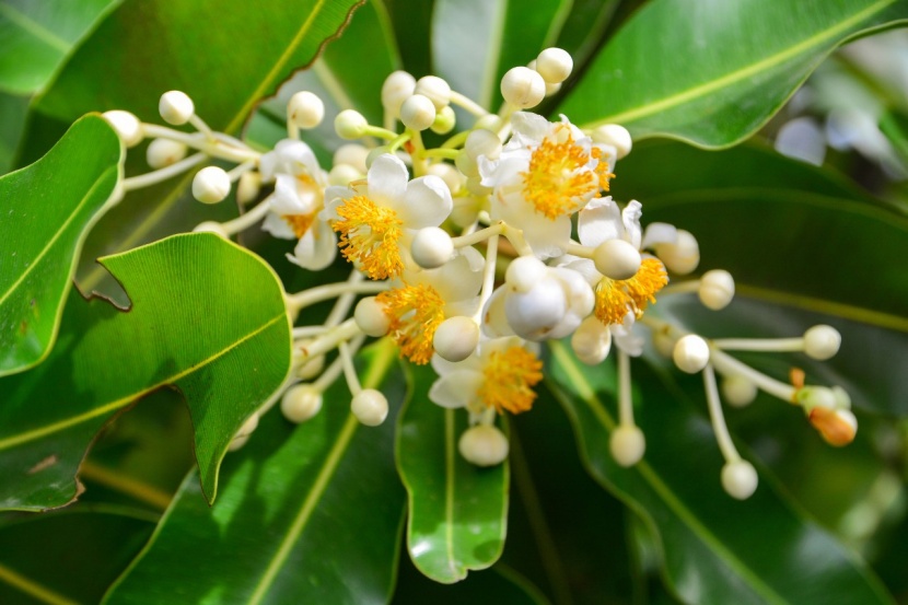 Was kann die Tamanu-Nuss?