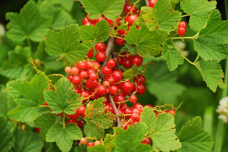 Ribiselsträucher für die Hecke