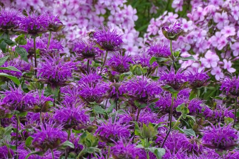 Diese Gartenstauden sind essbar