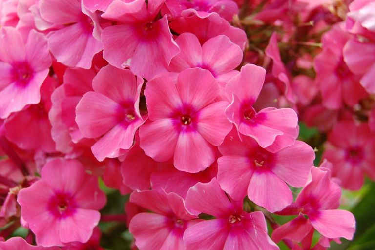 Diese Gartenstauden sind essbar