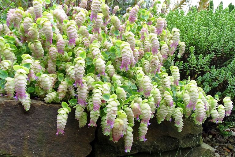 Diese Gartenstauden sind essbar