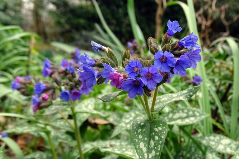 Diese Gartenstauden sind essbar