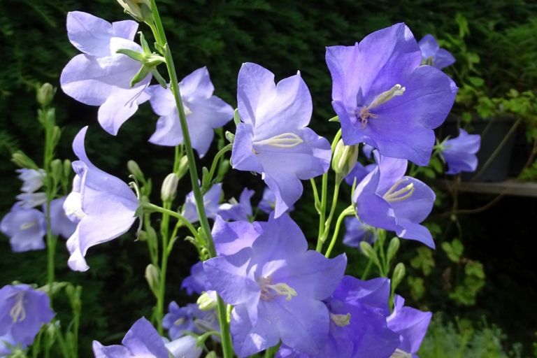 Diese Gartenstauden sind essbar