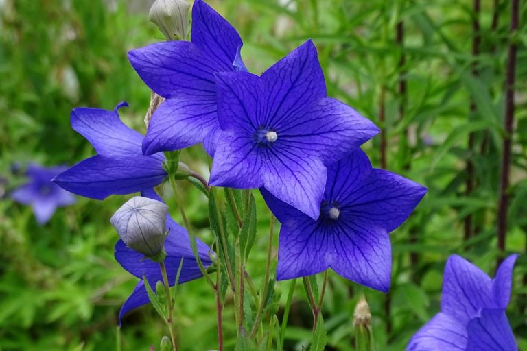 Diese Gartenstauden sind essbar