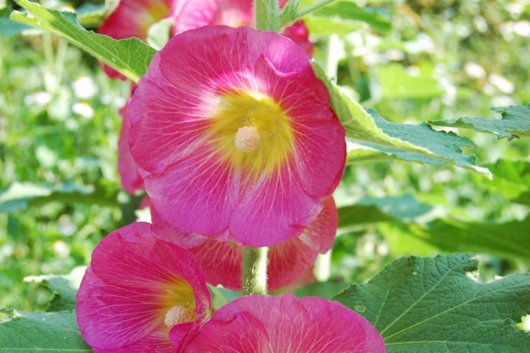 Diese Gartenstauden sind essbar