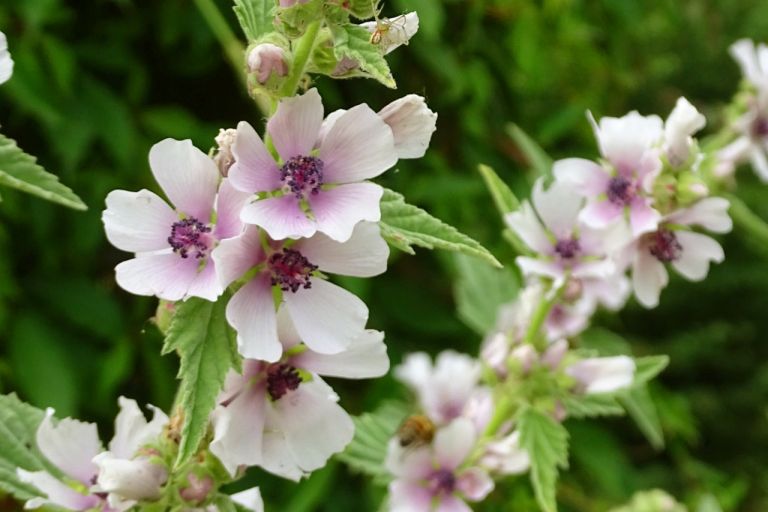 Diese Gartenstauden sind essbar