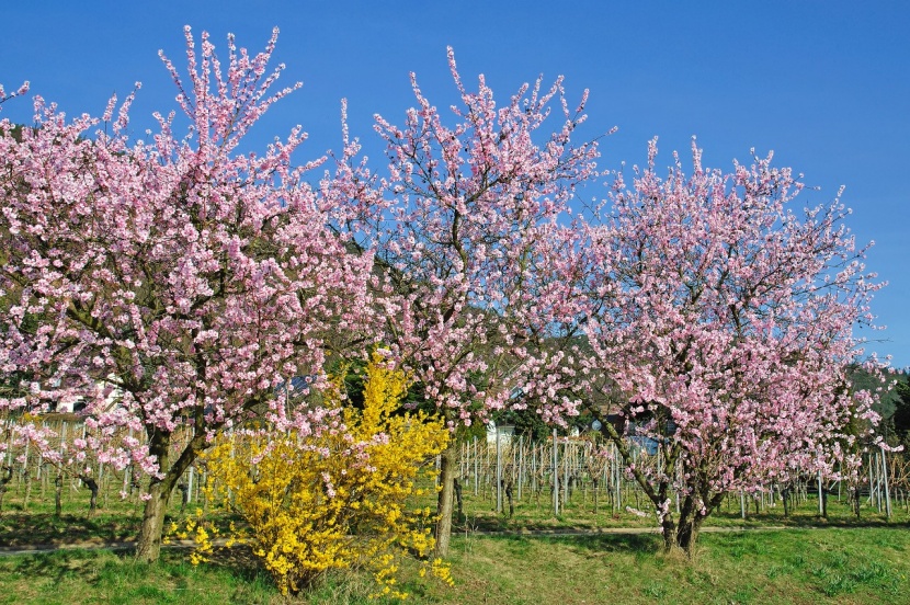 Mandelbaum im Garten
