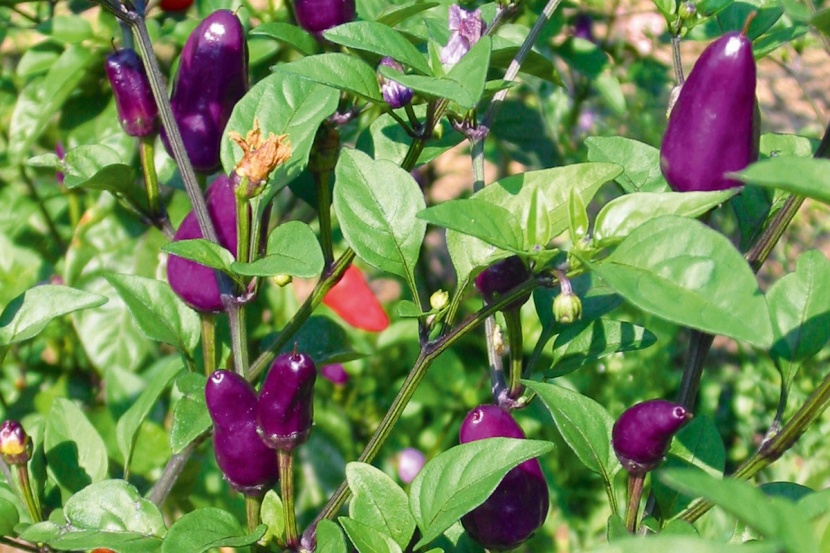 Lila Chili Sorten