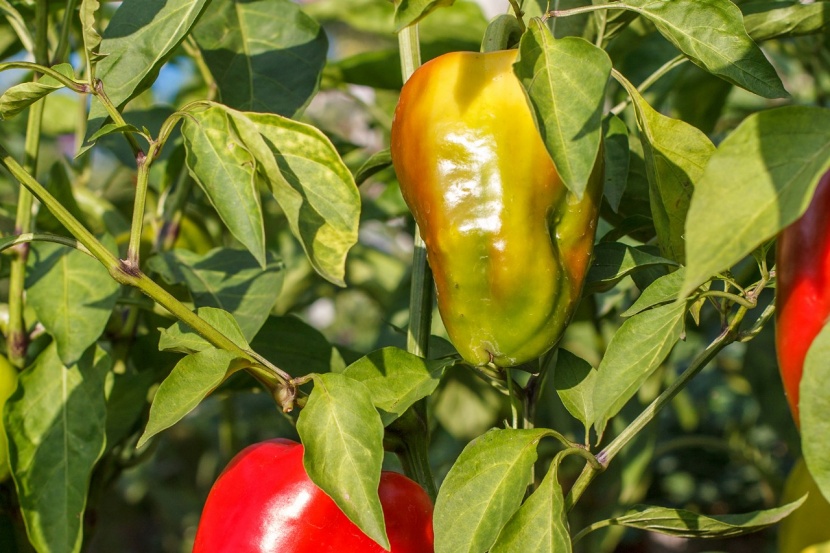 Grne Paprika Unreif