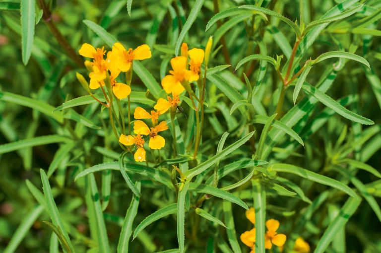 Winter-Estragon vom Fensterbrett