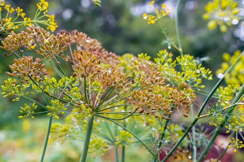 Doldenblütler im Naturgarten