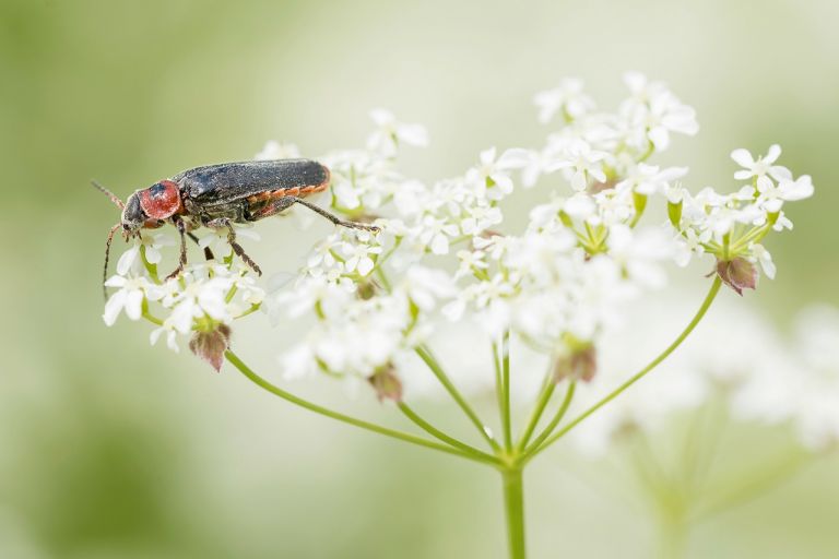 Doldenblütler im Naturgarten