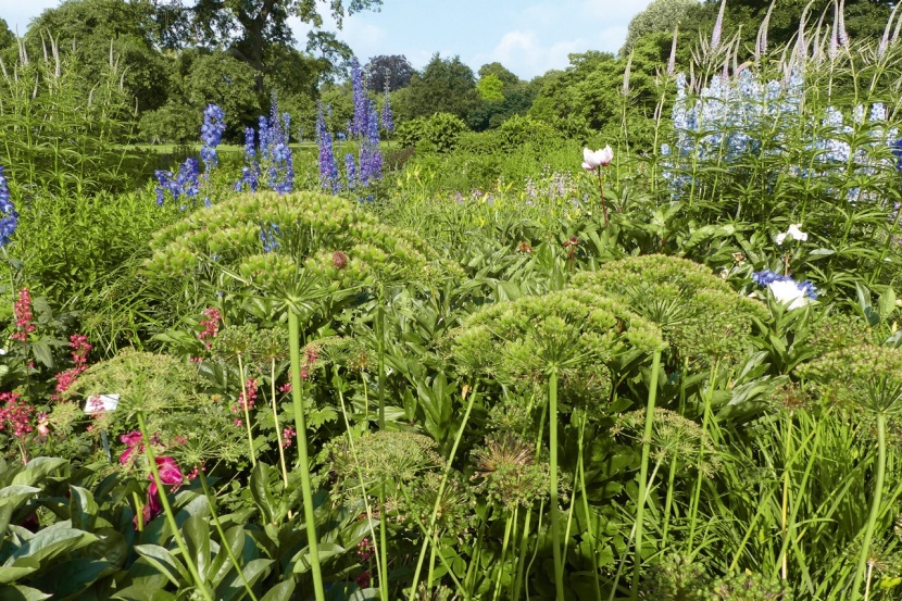 Doldenblütler im Naturgarten