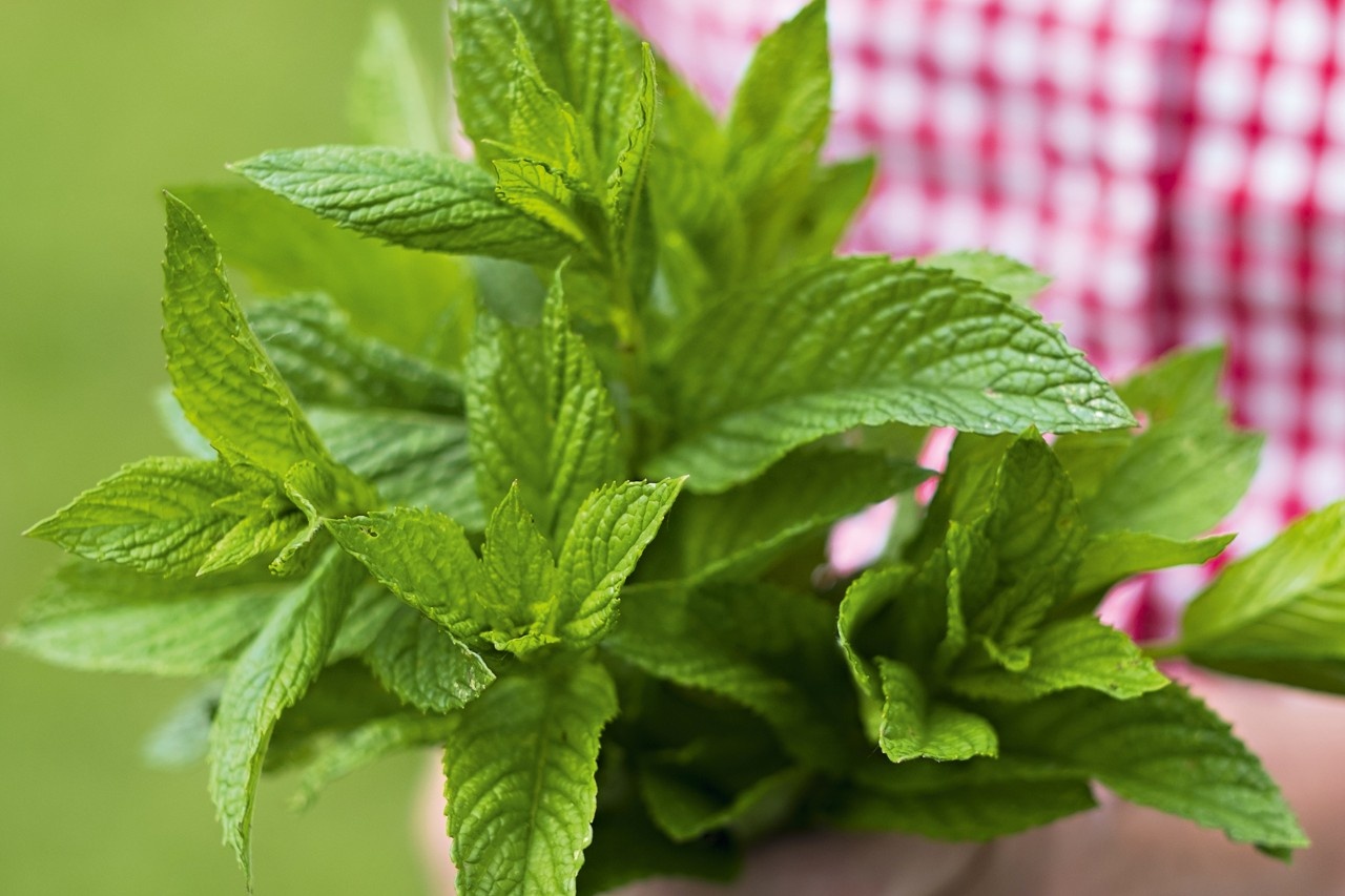 Kennen Sie Bananen- und Ananas-Minze