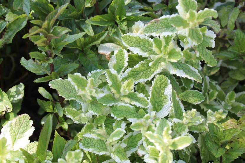 Kennen Sie Bananen- und Ananas-Minze