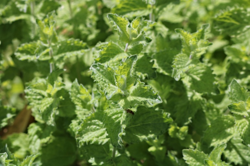 Kennen Sie Bananen- und Ananas-Minze