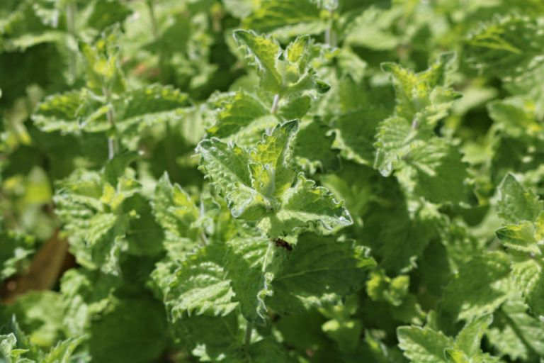 Kennen Sie Bananen- und Ananas-Minze