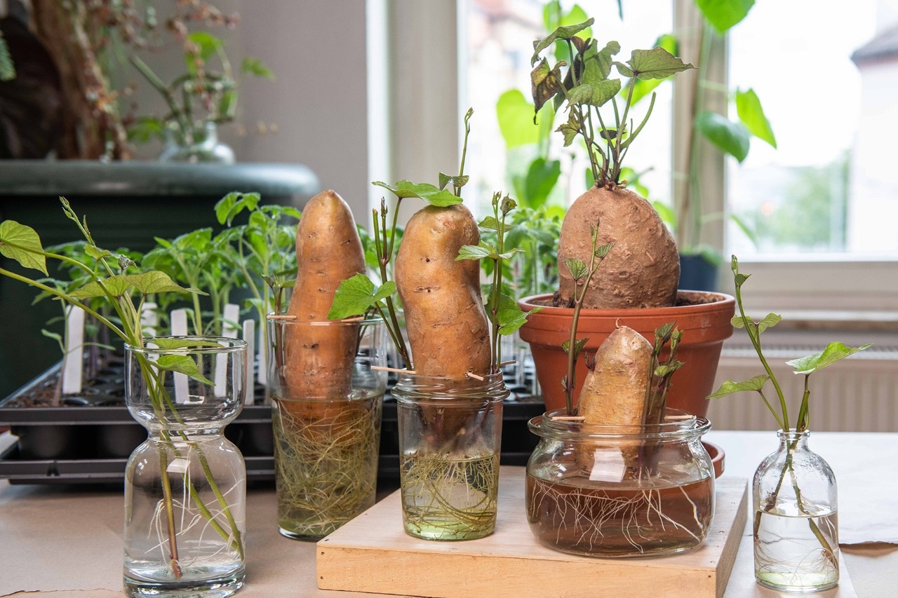 Süsskartoffeln Selbst Ziehen