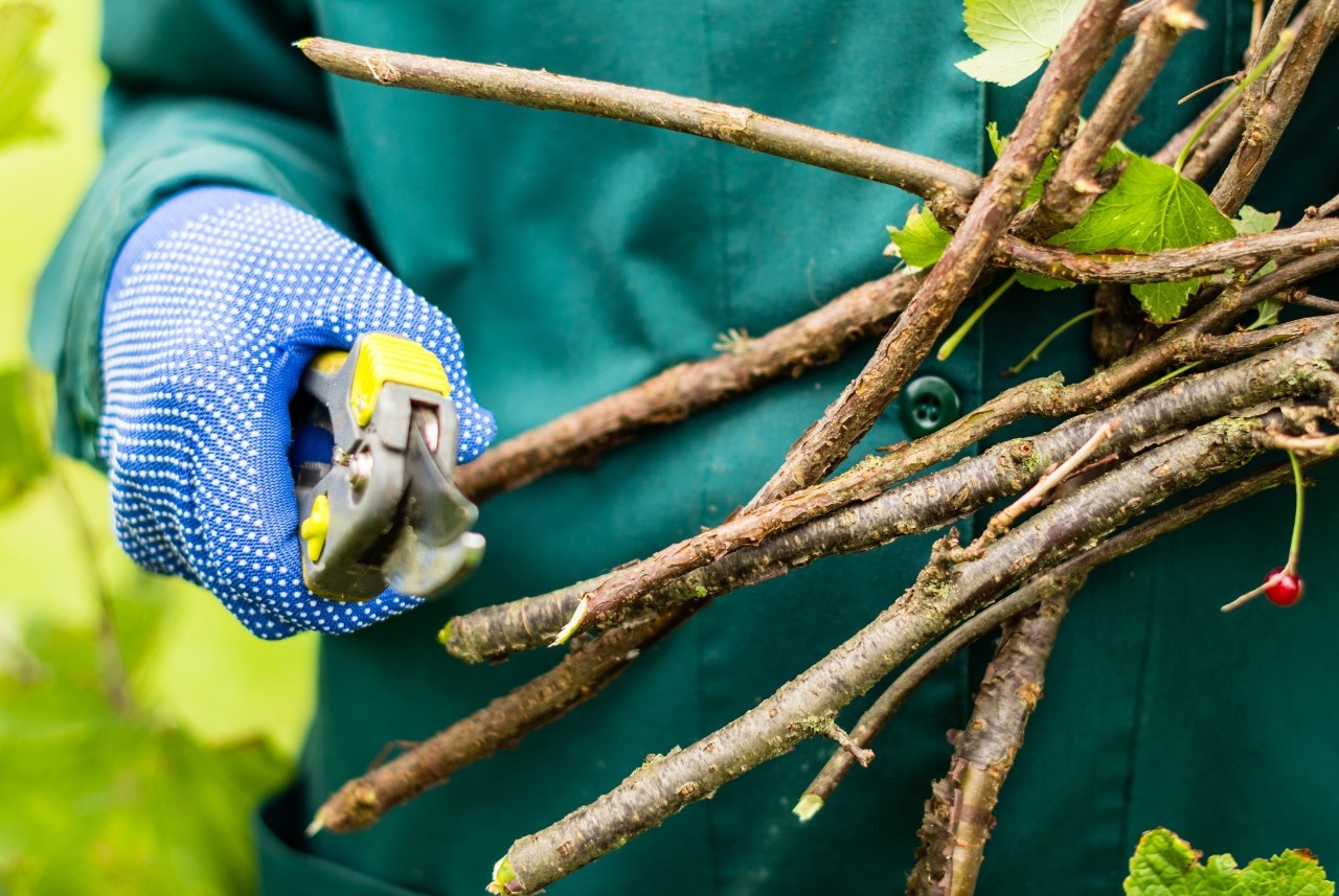 Jetzt Ribiseln vermehren
