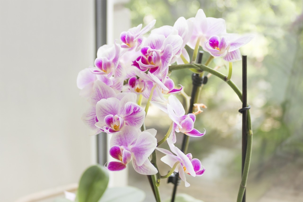 Das 1 x 1 der Orchideenpflege