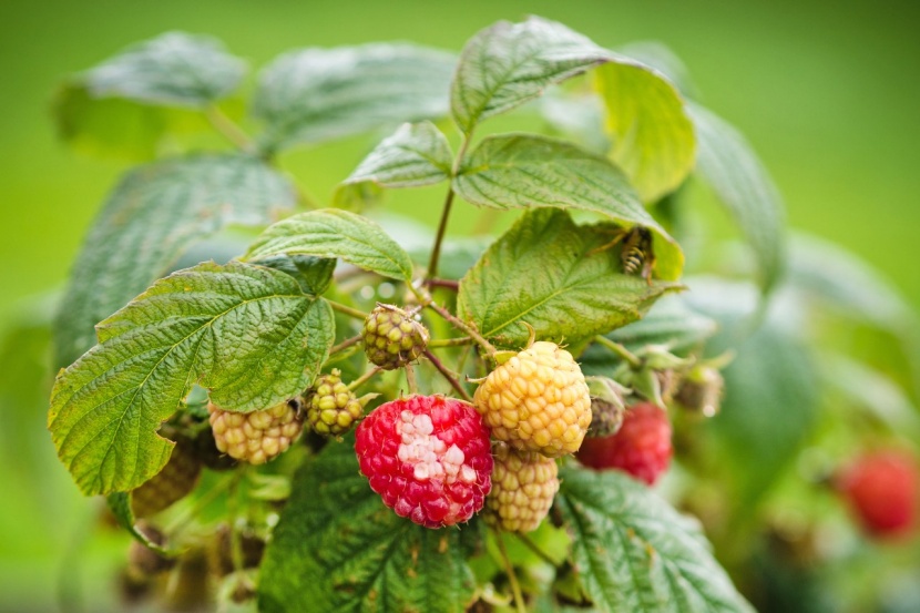 Himbeeren Weisse Flecken