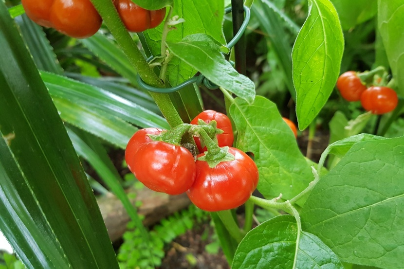 Kennen Sie die Menschenfressertomate?
