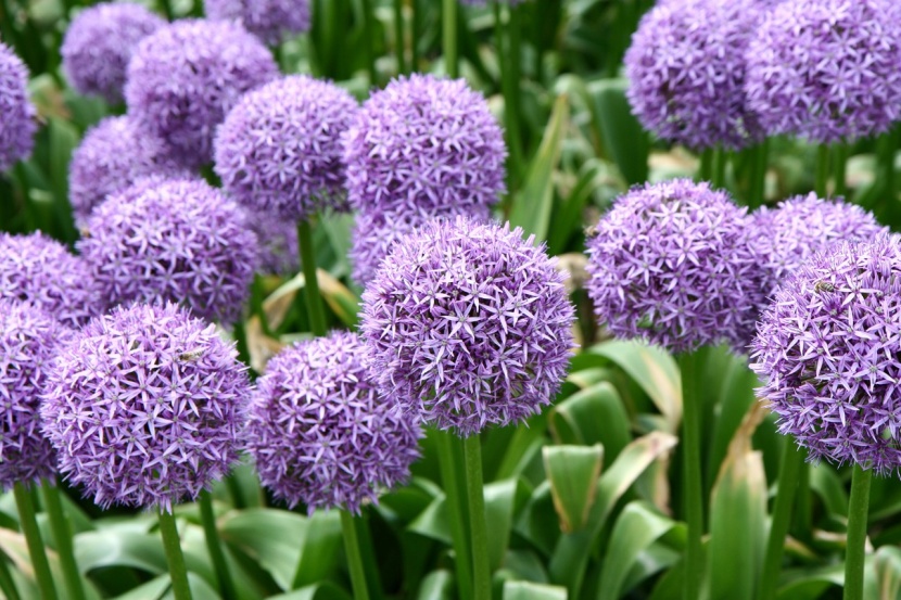 Zierlauch: Die Top 3 der Allium-Sorten