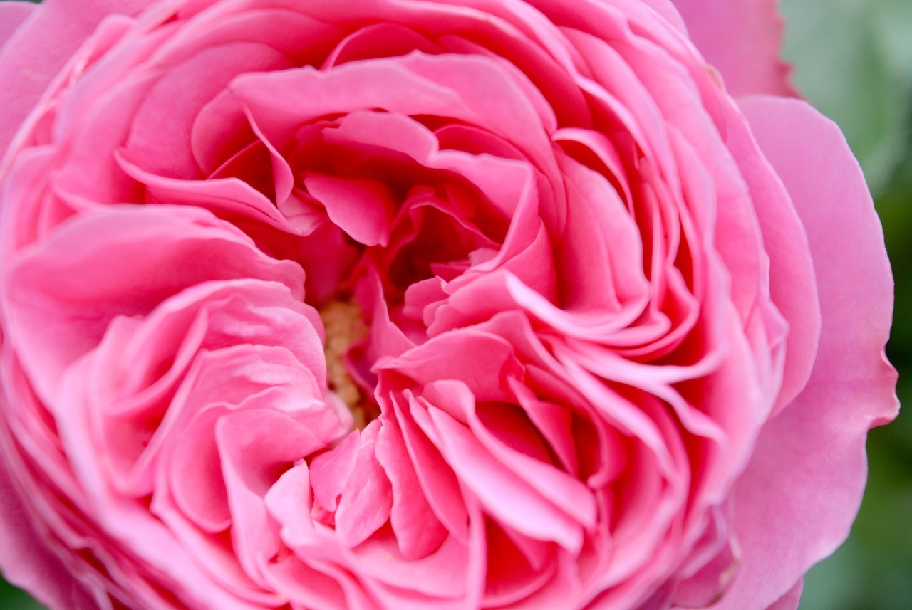 Portlandrosen: Kompakte Dauerblüher