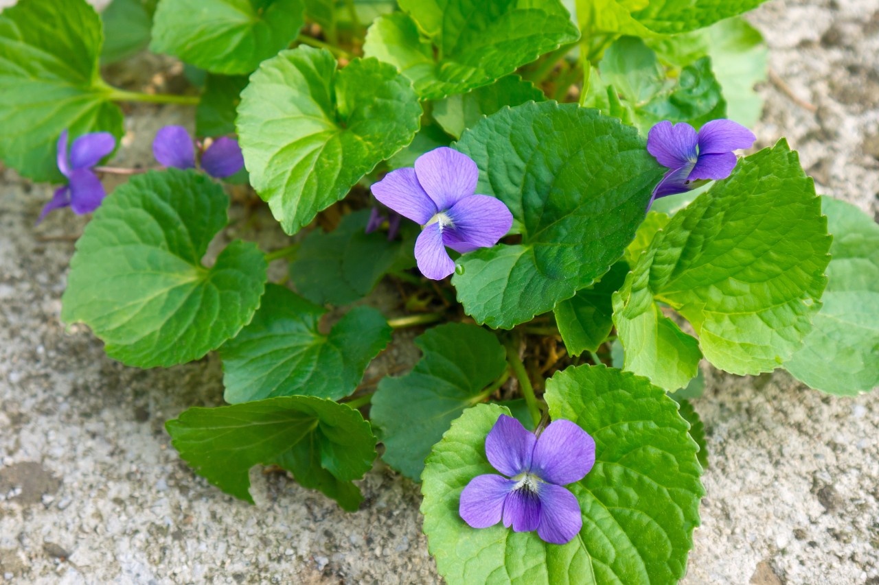 Kennen Sie das Pfingst-Veilchen?