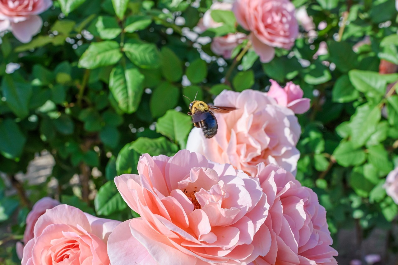 Rosen trotzen der Trockenheit Rosen trotzen der Trockenheit