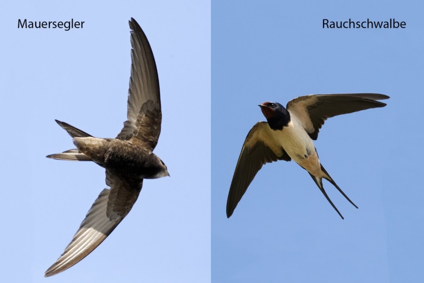 Mauersegler: Rasante Sommergäste