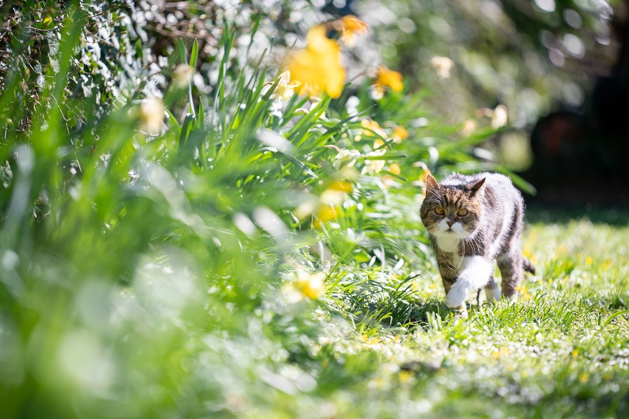 So wird Ihr Garten haustiersicher So wird Ihr Garten haustiersicher