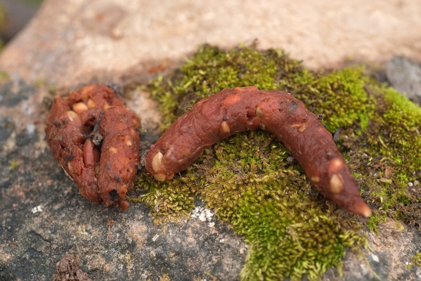 Häufchen gefunden: War es Igel oder Marder?