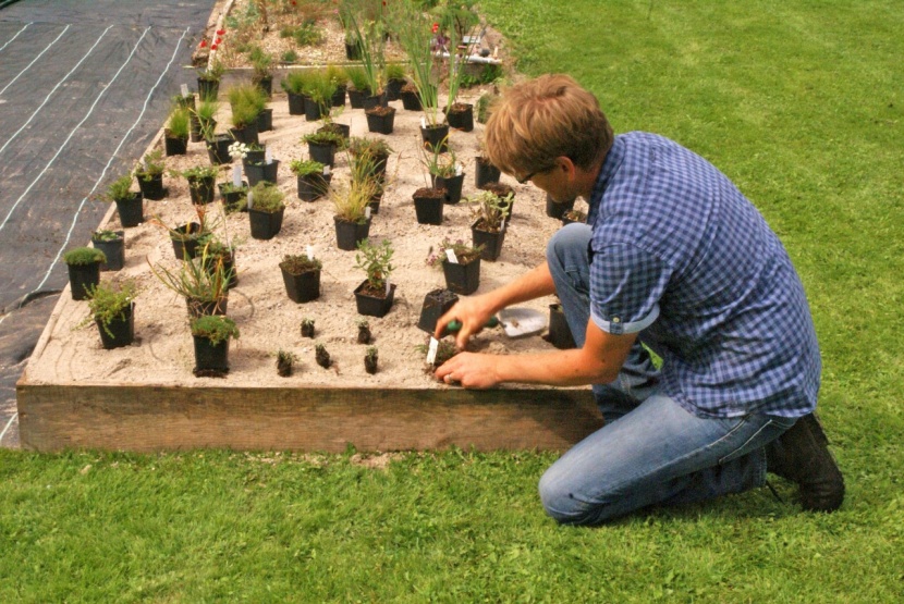 Sandbeete: Schön und wassersparend