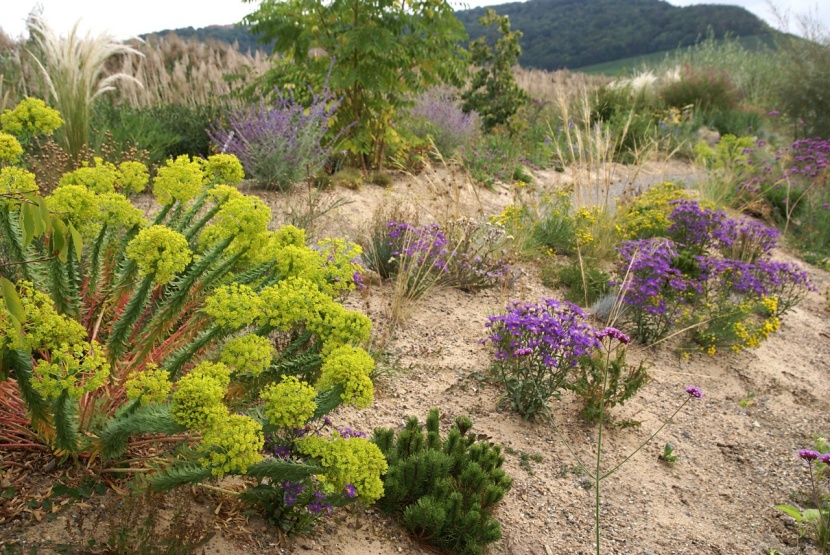 Sandbeete: Schön und wassersparend
