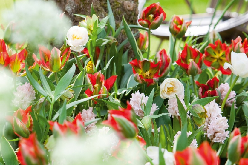 Pflanzidee mit Frühlingszwiebelblumen