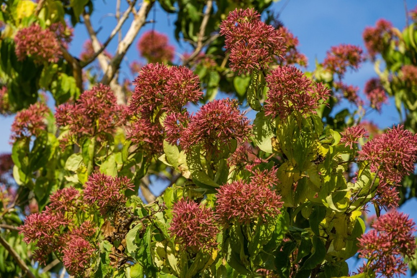 Sieben-Söhne-des-Himmels-Strauch: Späte Nektarquelle