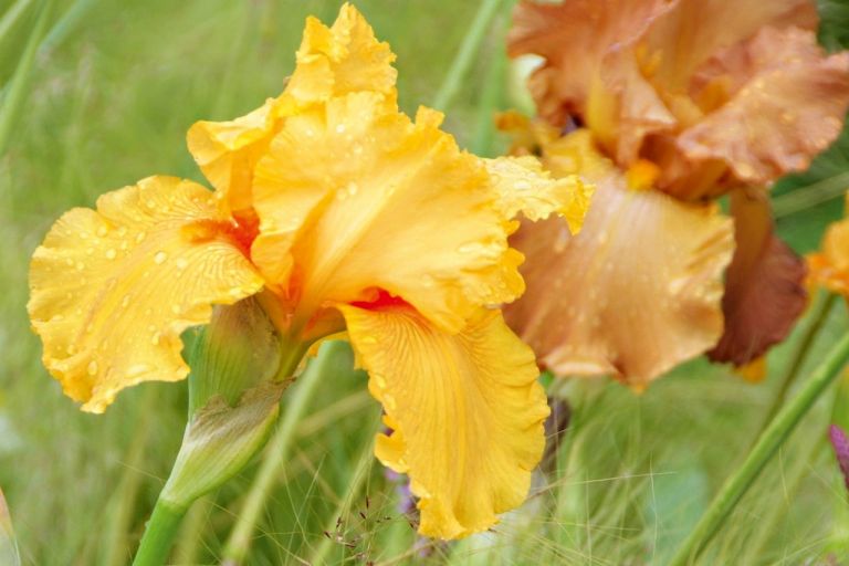 Die schönsten Iris-Sorten