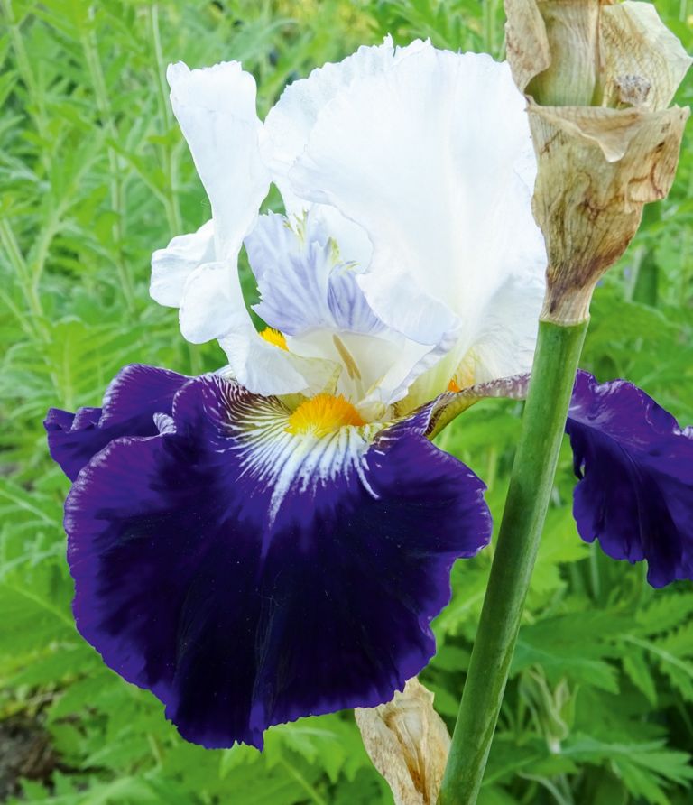 Die schönsten Iris-Sorten