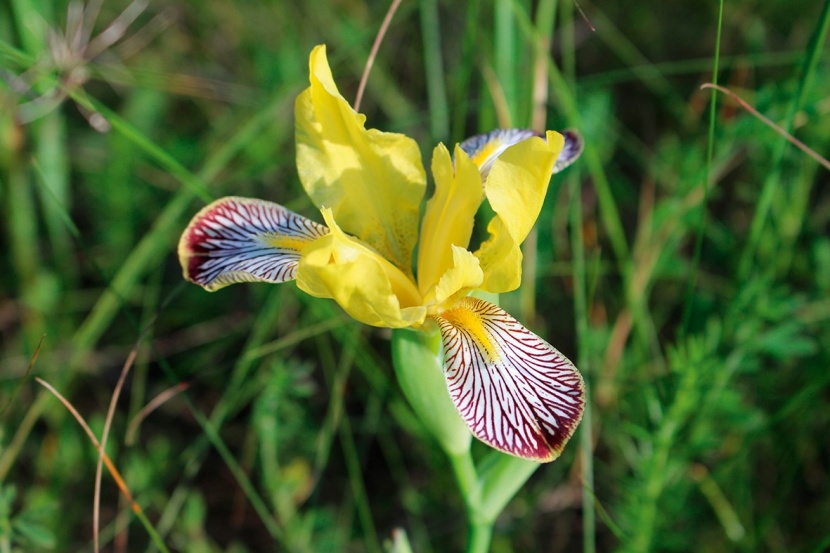 Die schönsten Iris-Sorten