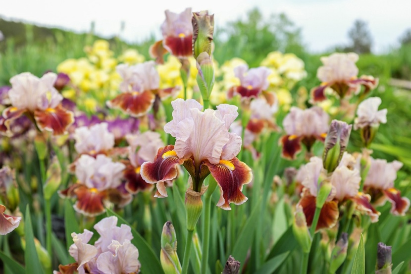 Die schönsten Iris-Sorten