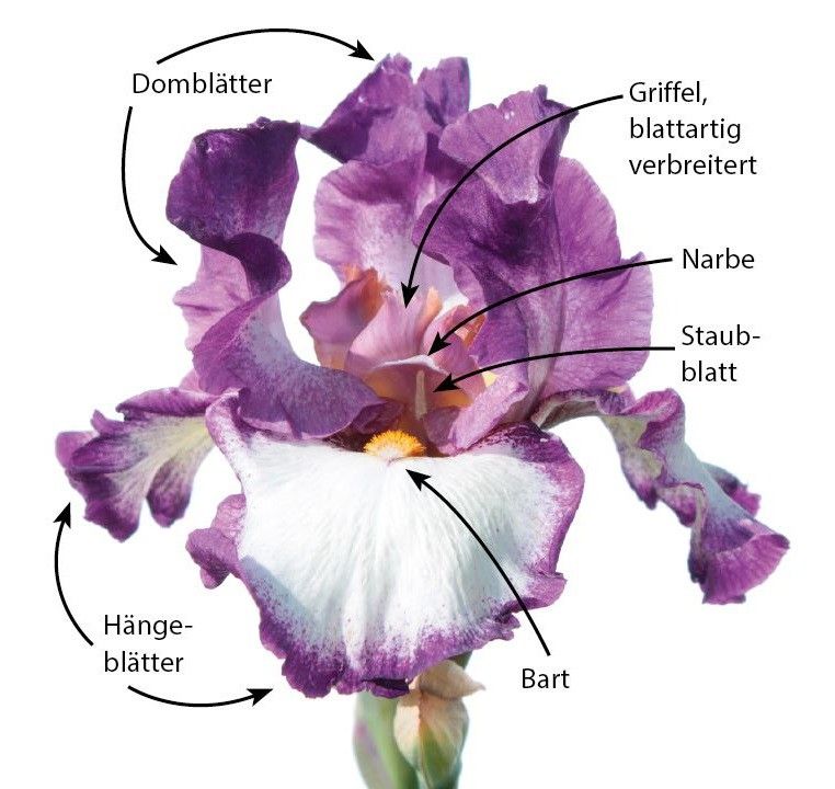 Die schönsten Iris-Sorten