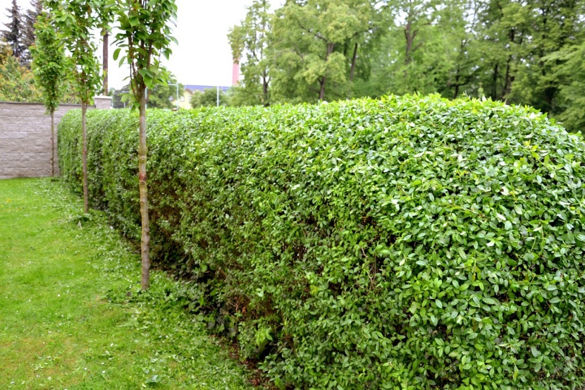 Ligusterhecken passen in jeden Garten