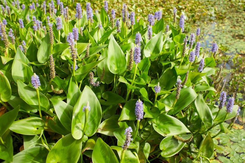 Schwimmende Wasserpflanzen für den Gartenteich