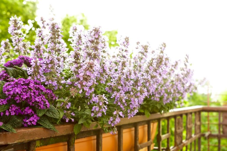 Unterschied zwischen Beet und Rabatte